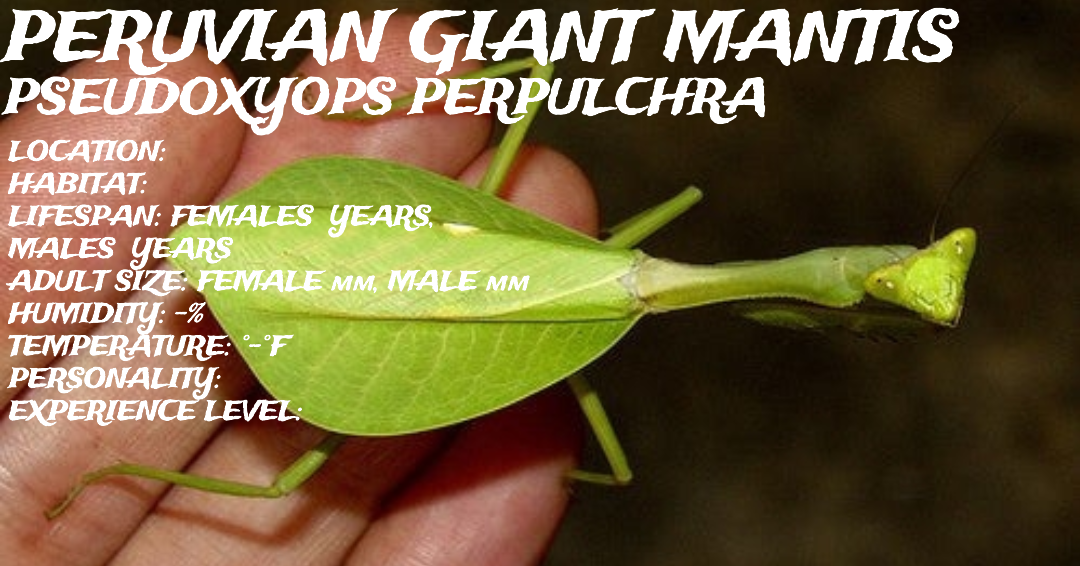 Pseudoxyops perpulchra (Peruvian Giant Mantis) – Salticid Sanctuaries