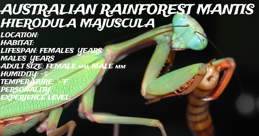 Hierodula majuscula (Giant Australian Rainforest Mantis) – Salticid ...