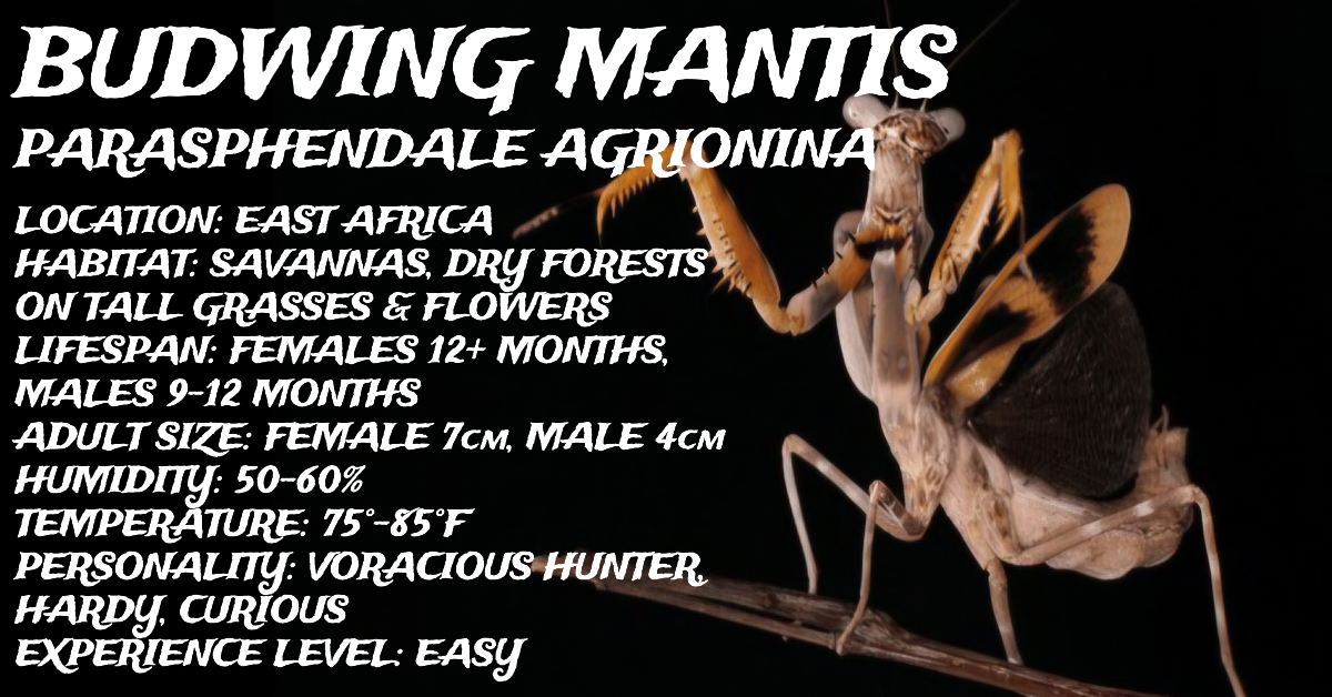 Parasphendale agrionina (Budwing Mantis) – Salticid Sanctuaries
