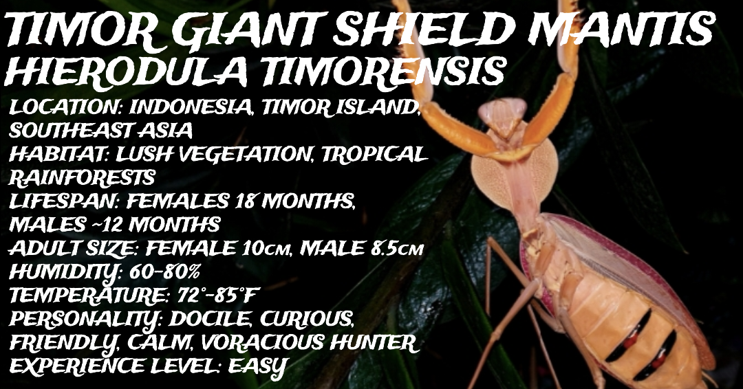 Hierodula timorensis (Timor Giant Mantis) – Salticid Sanctuaries