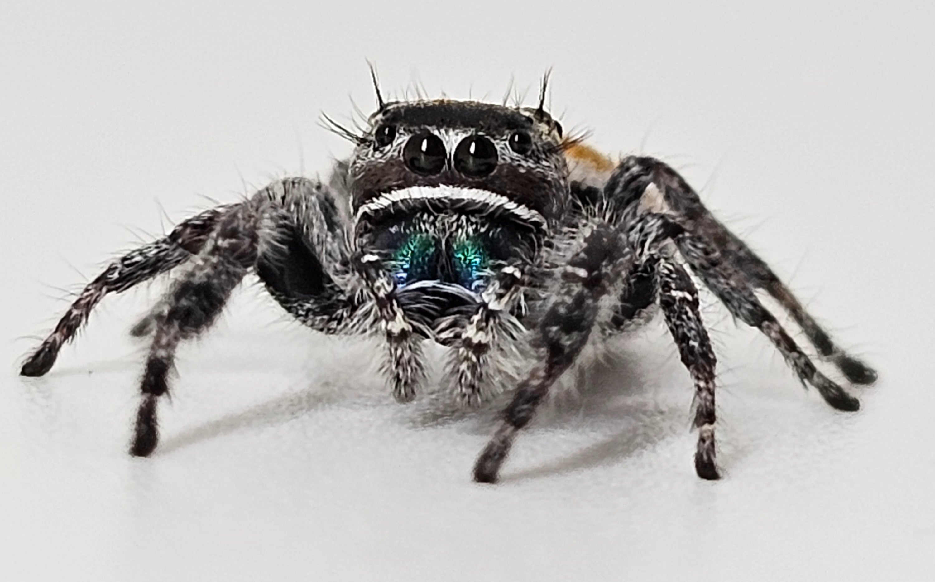 Jumping Spiders for Adoption – Salticid Sanctuaries