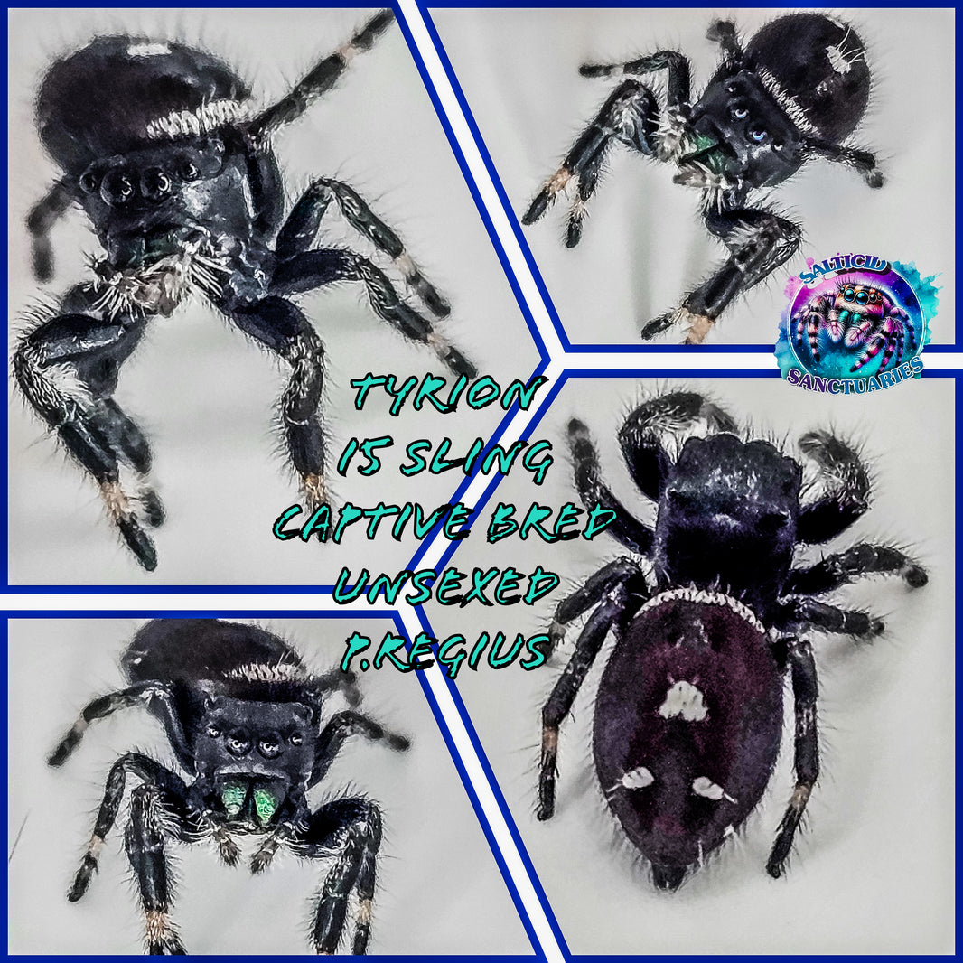 Jumping Spiders for Adoption – Salticid Sanctuaries